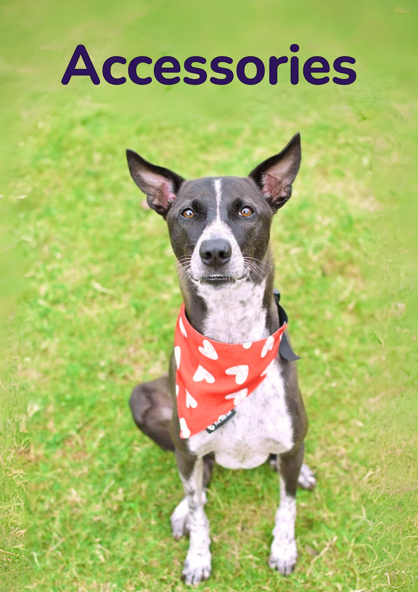 Buy Dog Accessories – Fun, Functional & Made for all Dogs – Pet Set Go